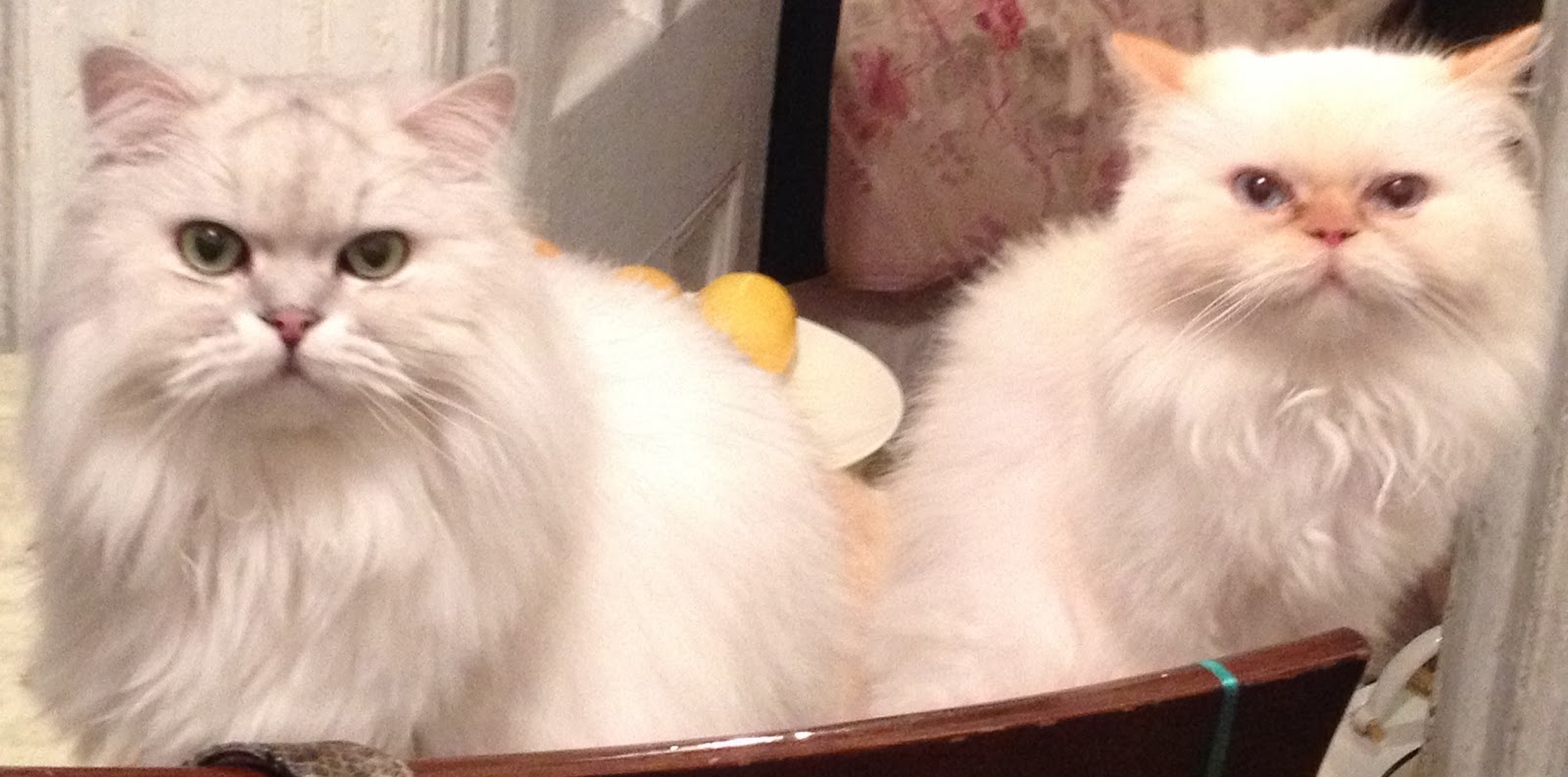 Storm Large – MISS ANTHROPE'S HOUSE OF HIGH DRAMA