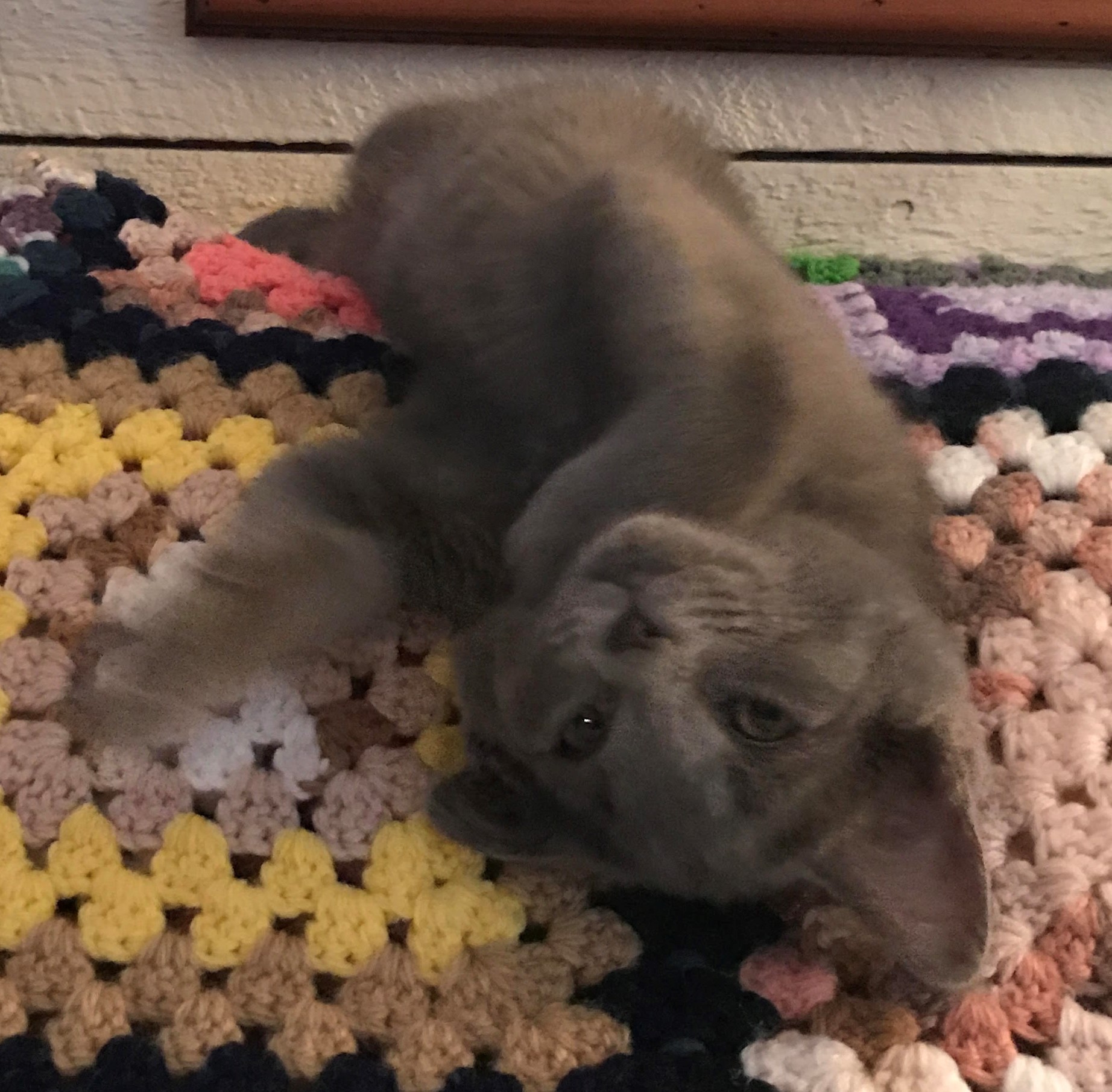 Freedom – MISS ANTHROPE'S HOUSE OF HIGH DRAMA